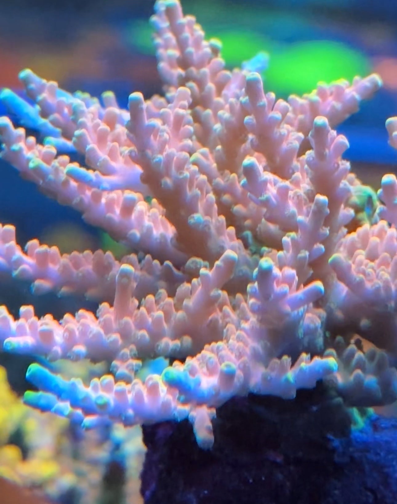 Candyland Acropora – Utah Coral Farm
